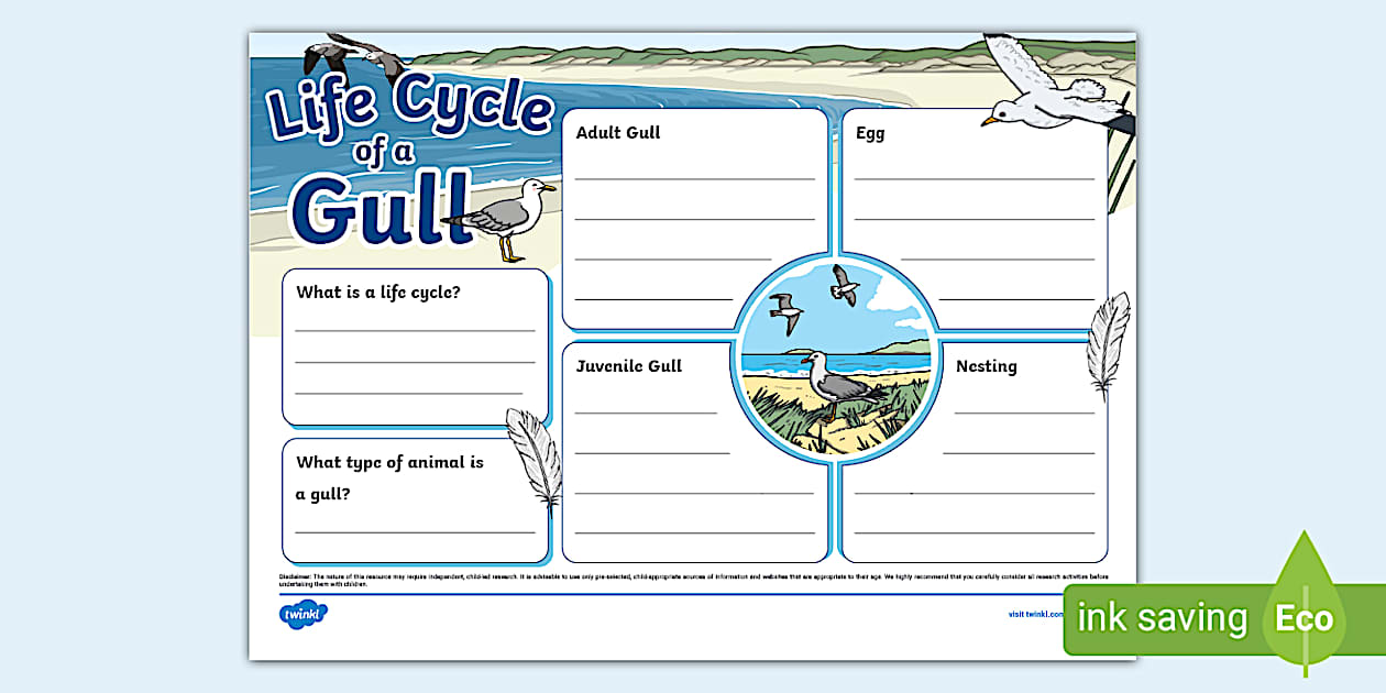 Life Cycle of a Gull Fact File Template (teacher made)