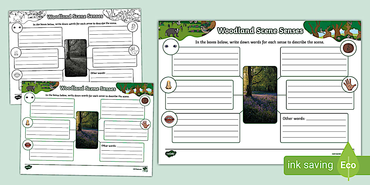 Woodland Scene Senses Mind Map (teacher made) - Twinkl