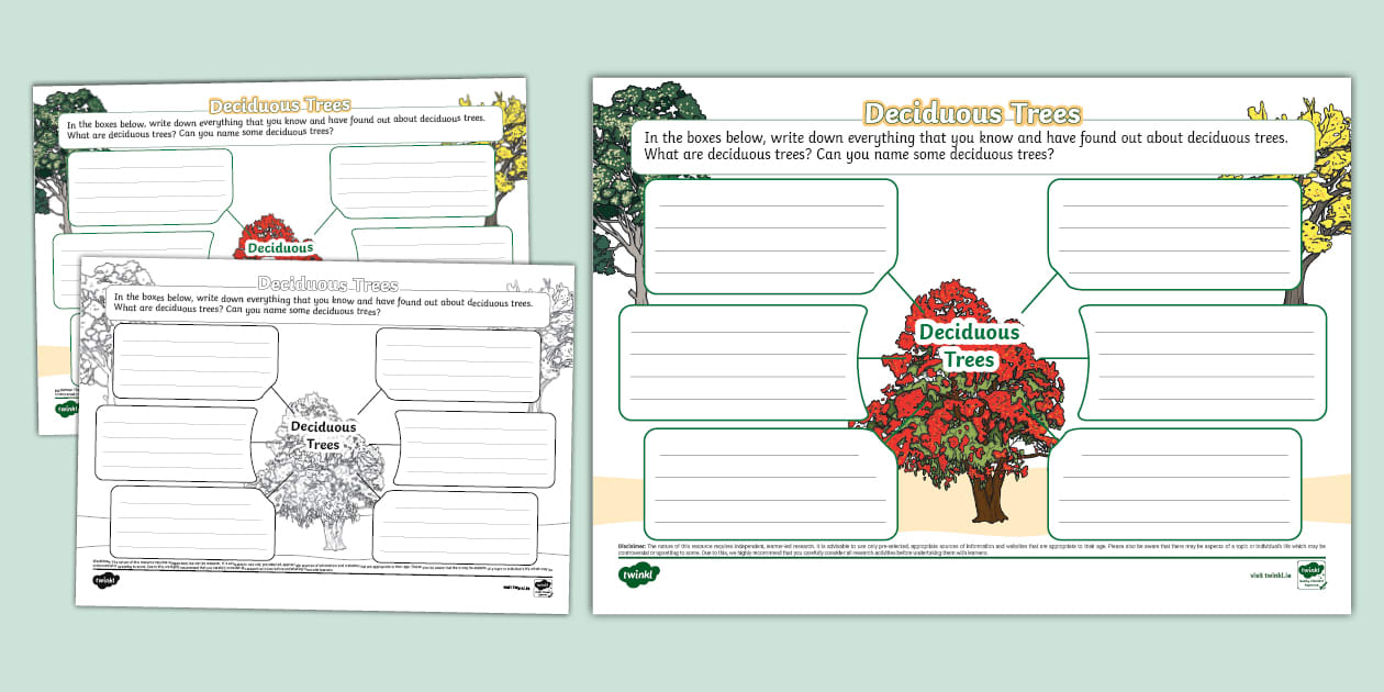 Deciduous Trees Mind Map (teacher made) - Twinkl