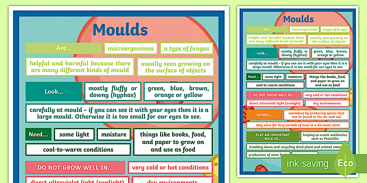 Moulds Display Poster (teacher made) - Twinkl