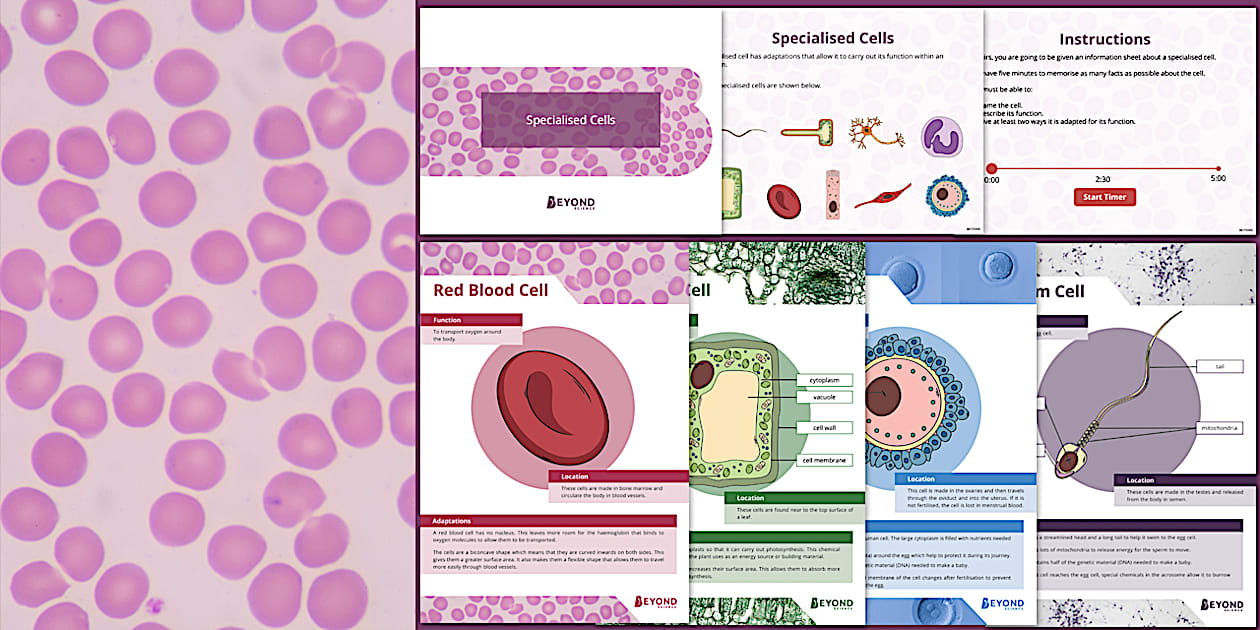 Specialised Cells Collaborative Learning Activity | KS3 Biology | Beyond