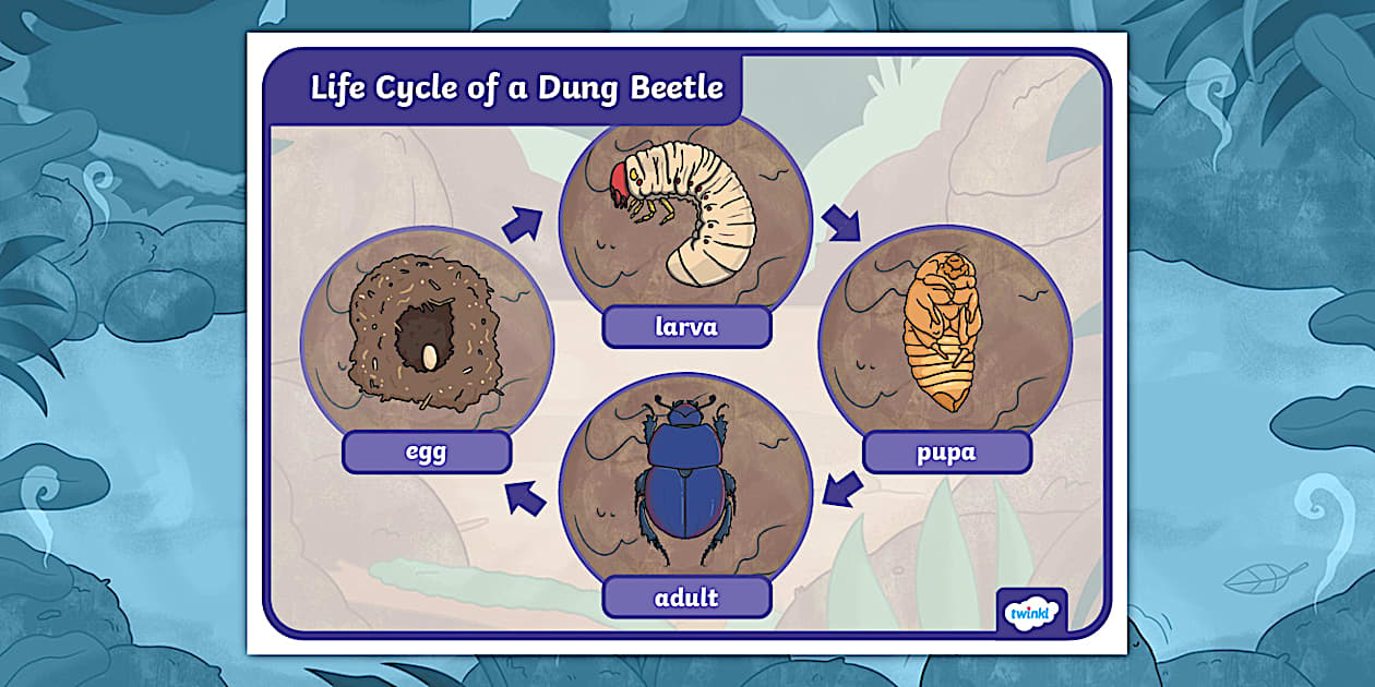Dung Beetle Life Cycle Diagram Poster | Twinkl Original KS1
