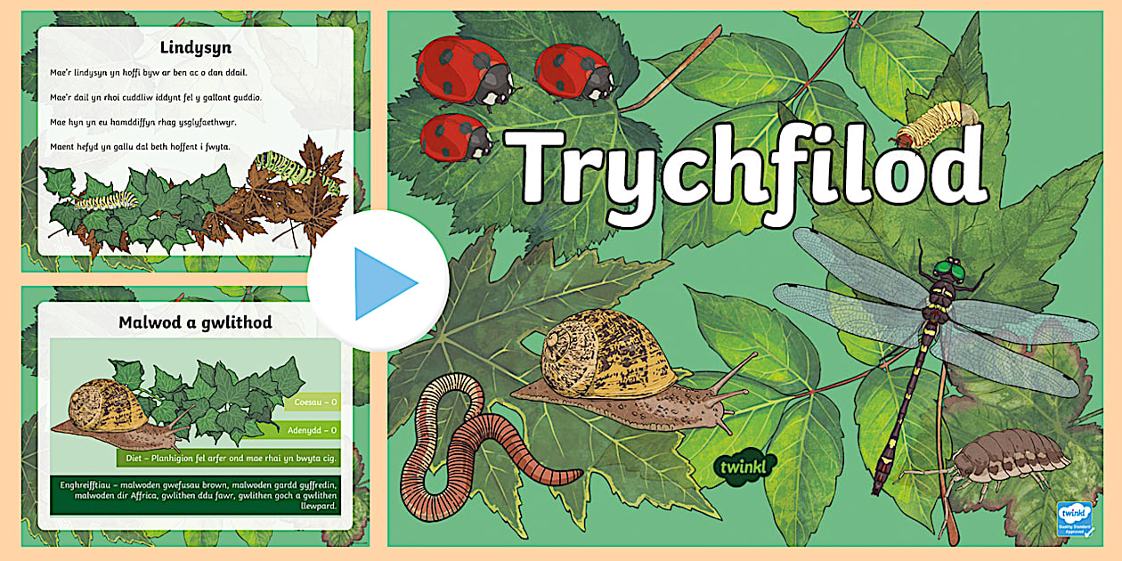 Pwerbwynt gwybodaeth Trychfilod (teacher made) - Twinkl