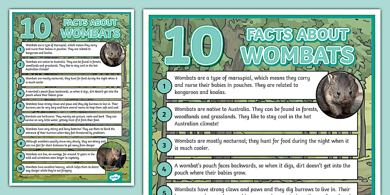 10 Facts About Wombats Display Poster (teacher made)