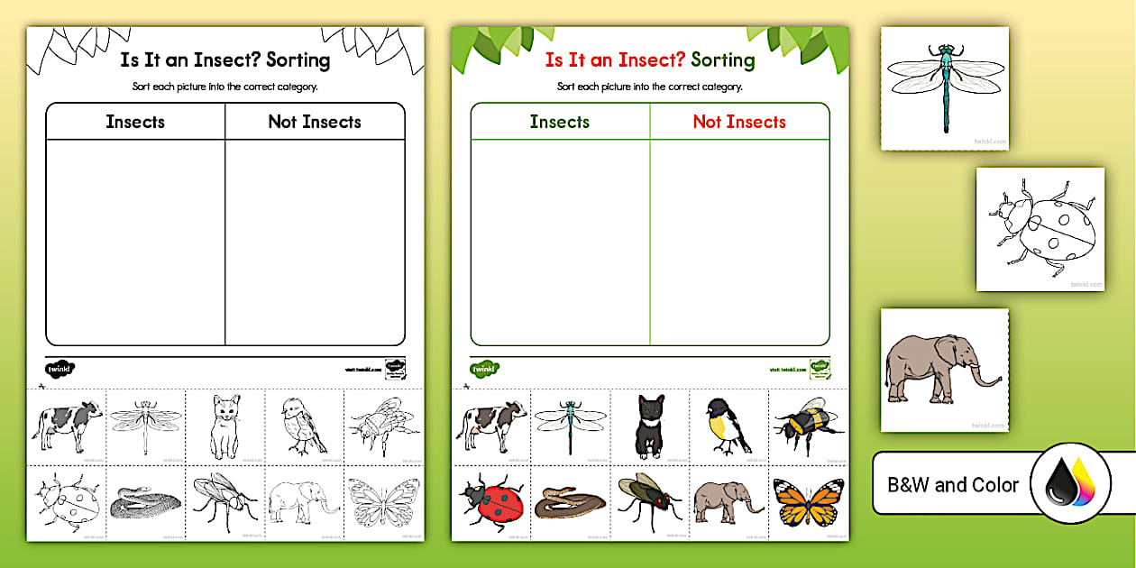 Is It an Insect? Sorting Activity (Teacher-Made) - Twinkl