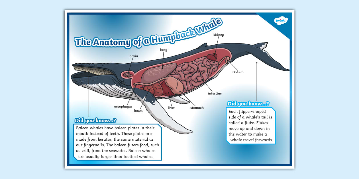 Whale Anatomy Poster | World Whale Day | Science | Twinkl