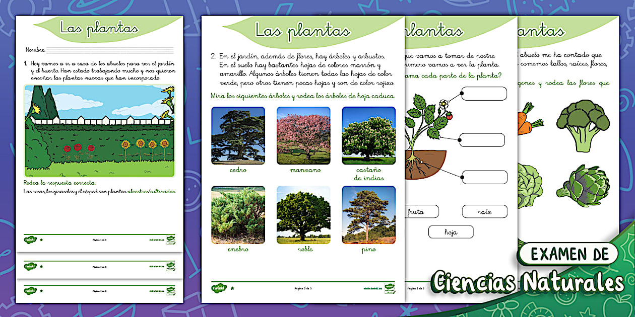 Examen competencial de Primer ciclo: Ciencias naturales - Las plantas
