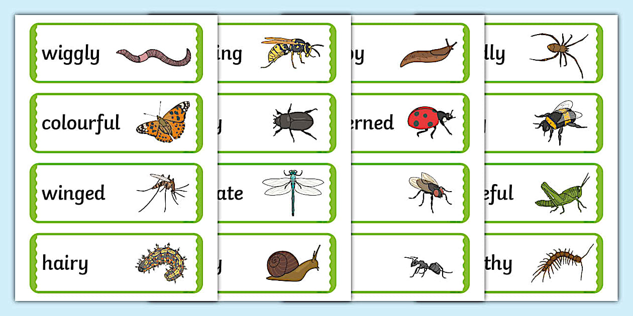 Describing Minibeasts Word Cards (teacher made) - Twinkl