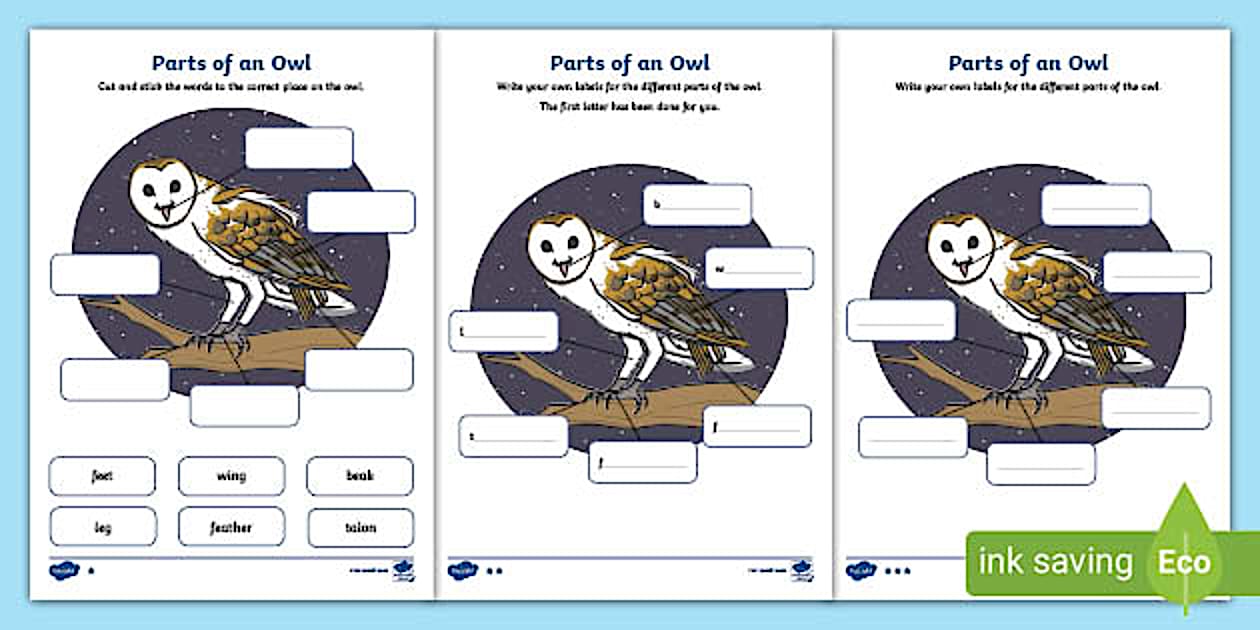 Label an Owl - Printable Activity - Learning Resources