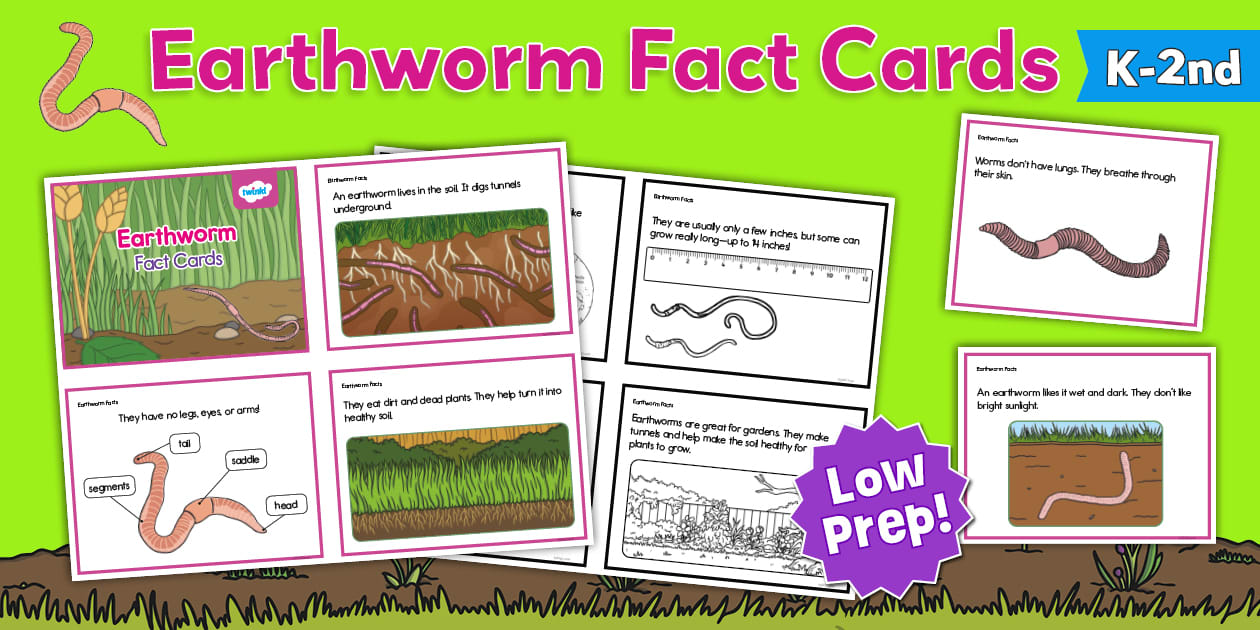 Earthworm Fact Cards for K-2nd Grade (teacher made) - Twinkl