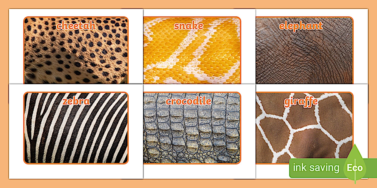 Safari Pattern Display Photos (teacher made) - Twinkl