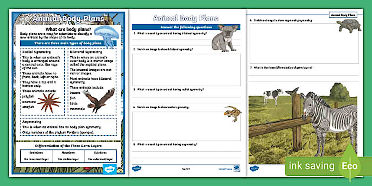 Animal Body Plans Worksheet - Primary Resources