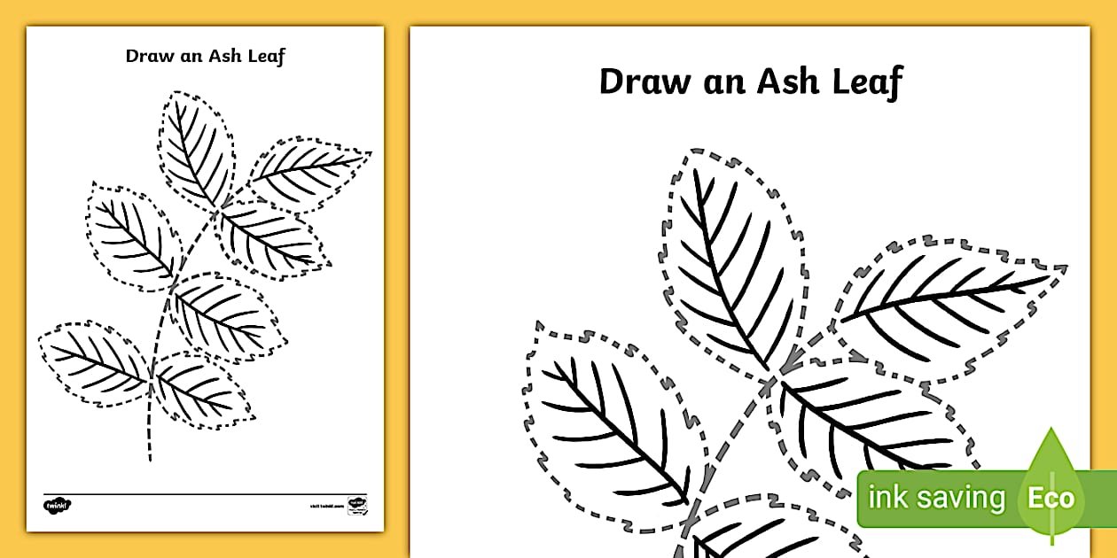 EYFS Draw an Ash Leaf Pencil Control Activity (teacher made)