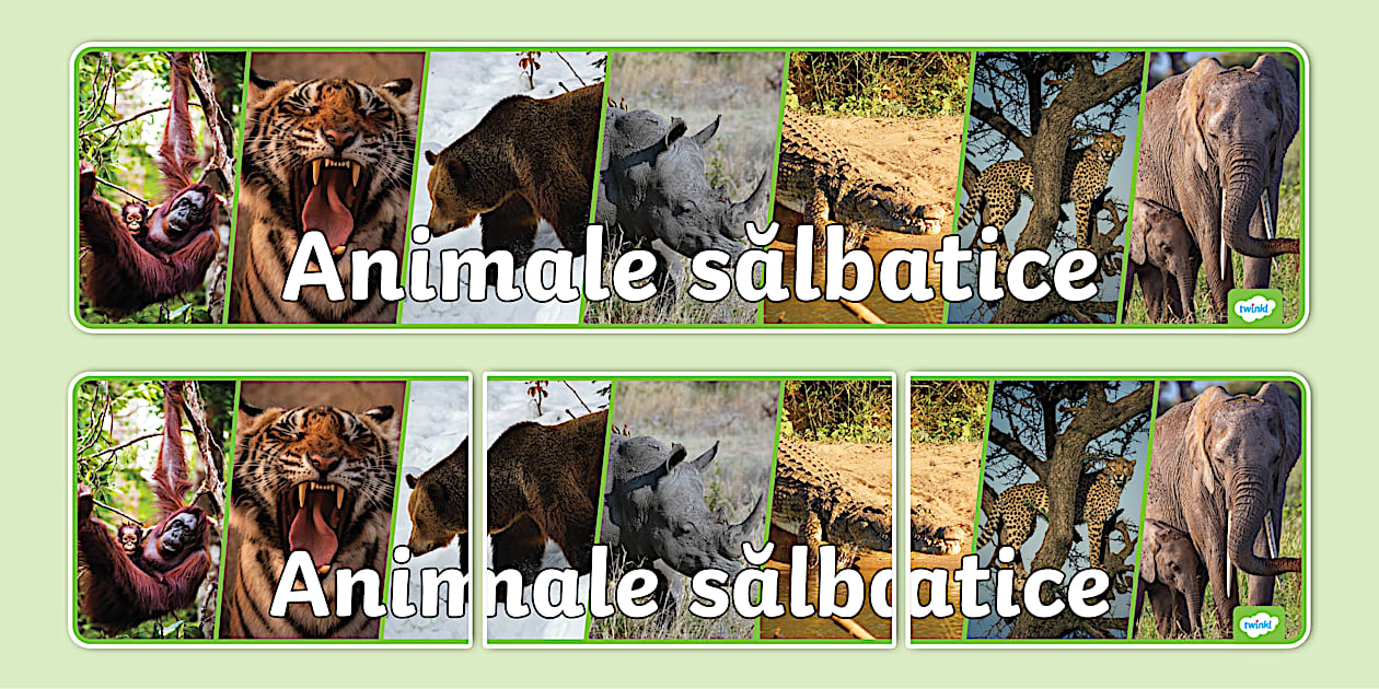 Animale sălbatice – Banner (Teacher-Made) - Twinkl