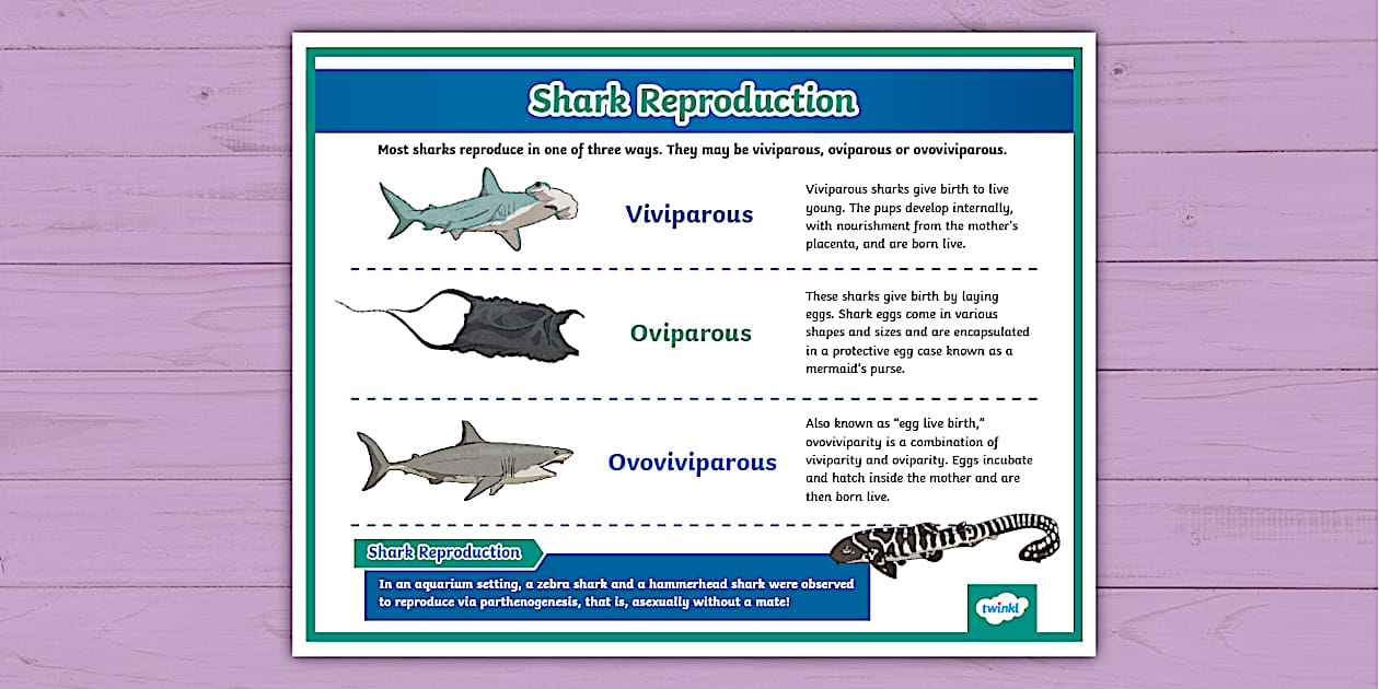 Shark Reproduction Display Poster (teacher made) - Twinkl