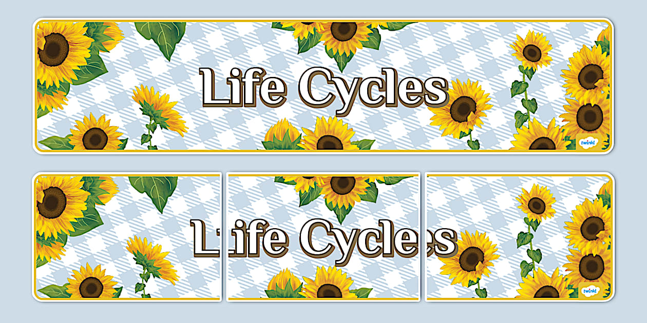 Sunflower-Themed Life Cycles Display Banner (teacher made)