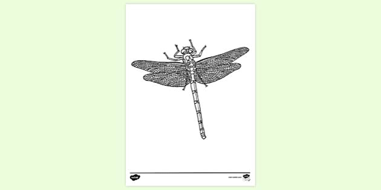 Dragonfly Colouring Sheet - Primary School (teacher made)