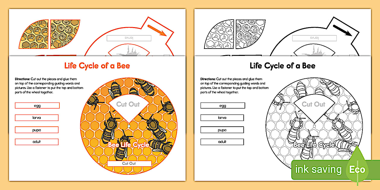 Bee Life Cycle Spin Wheel | World Bee Day | Twinkl USA