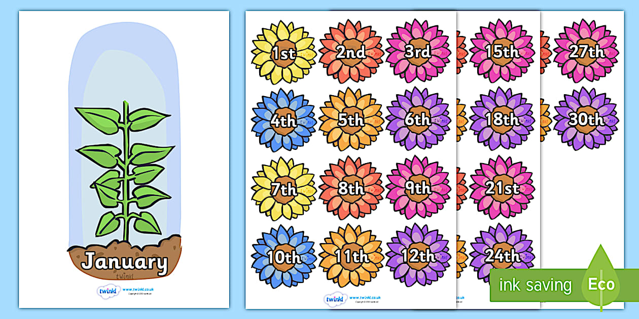 Flower Calendar (teacher made) - Twinkl
