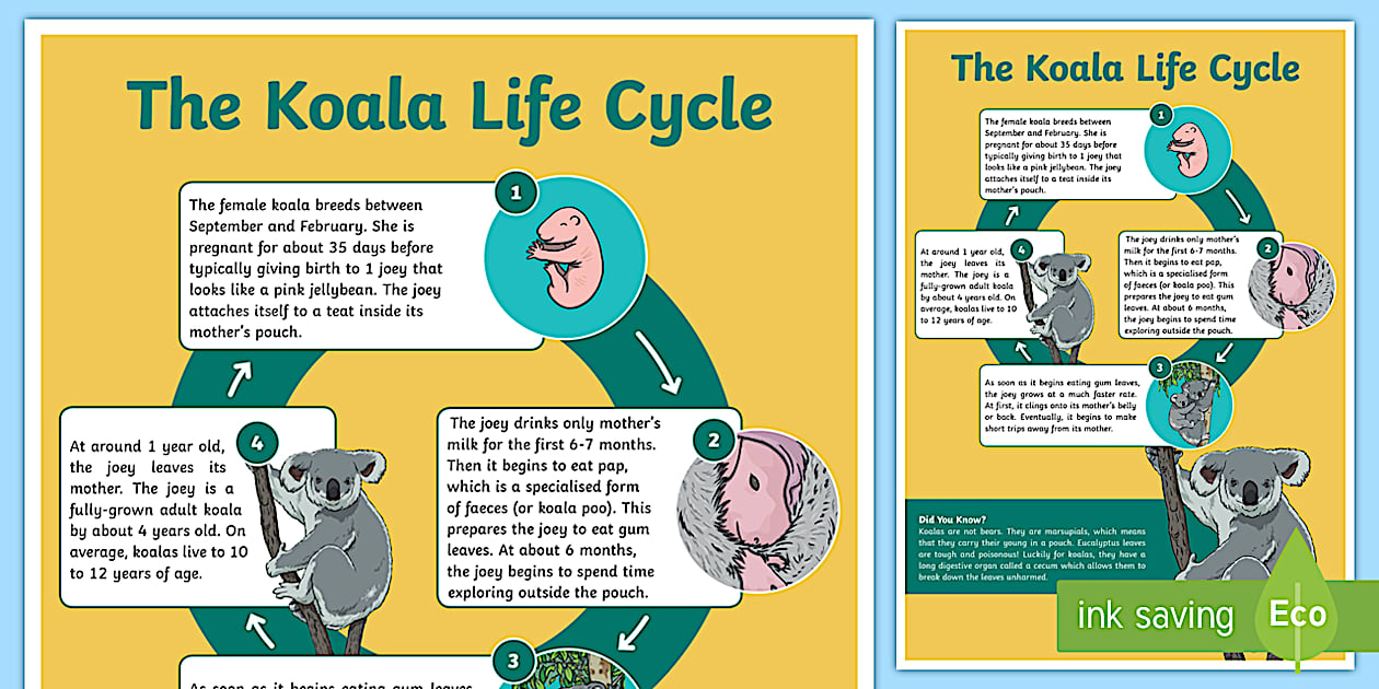 Koala Life Cycle Poster | Biological Sciences | Twinkl