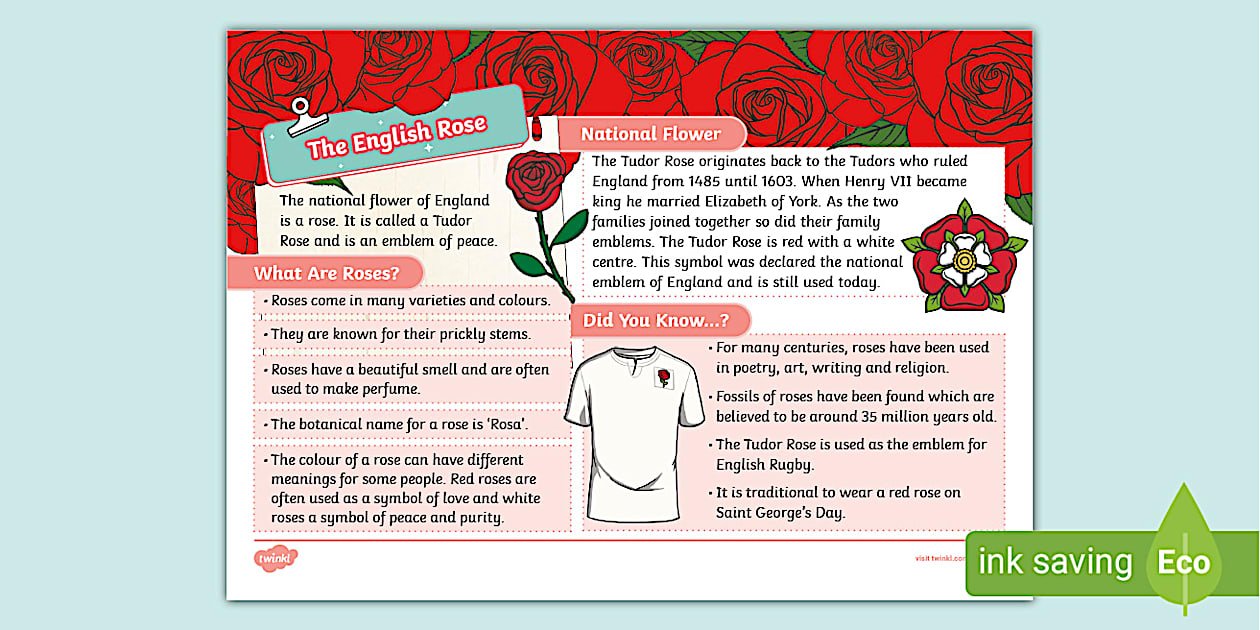 The English Rose - National Flower Fact File - KS1 - England
