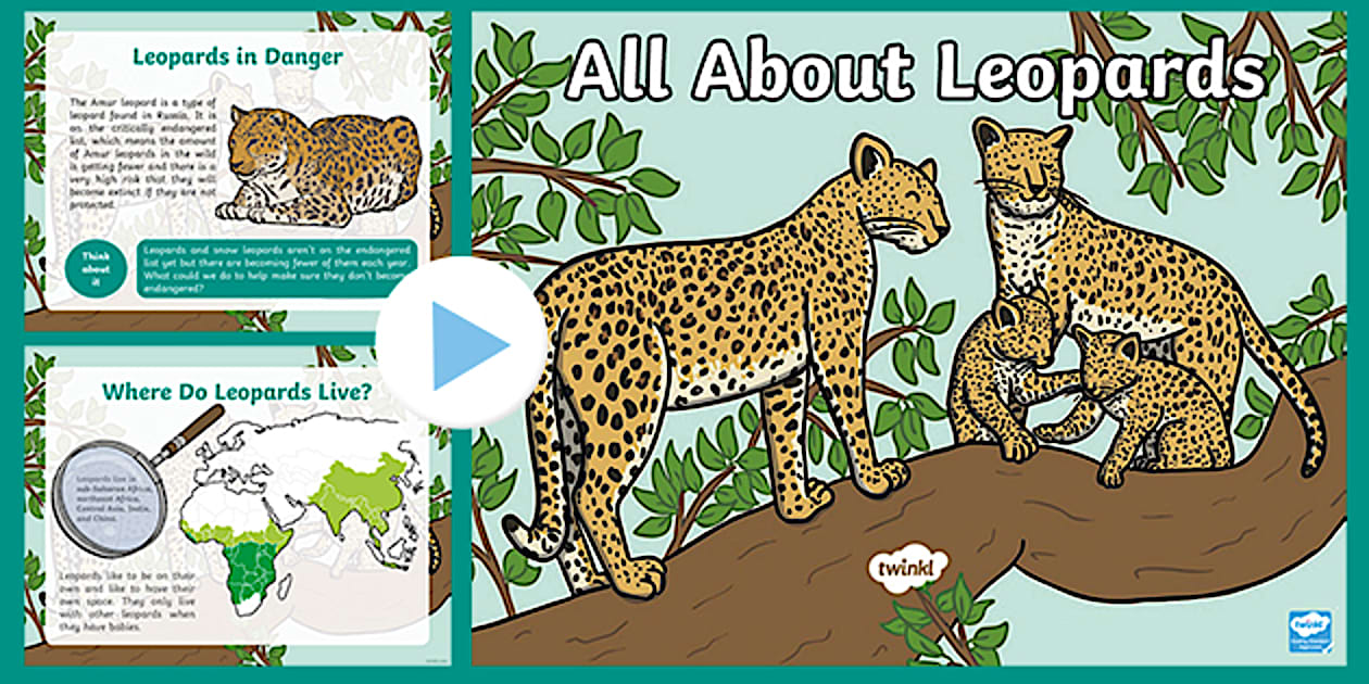All About Leopards (teacher made) - Twinkl