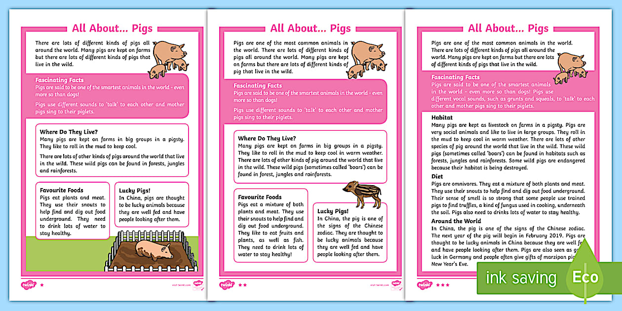 Editable Pigs Differentiated Reading Comprehension Activity