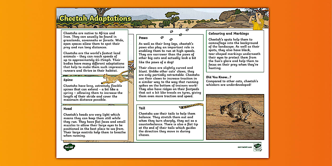 Cheetah Adaptations Fact File (teacher made) - Twinkl