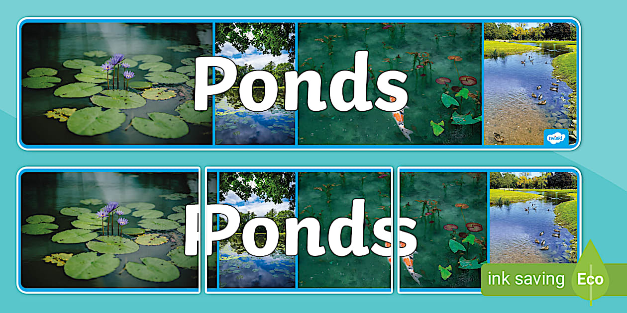 Ponds Photo Display Banner (teacher made) - Twinkl