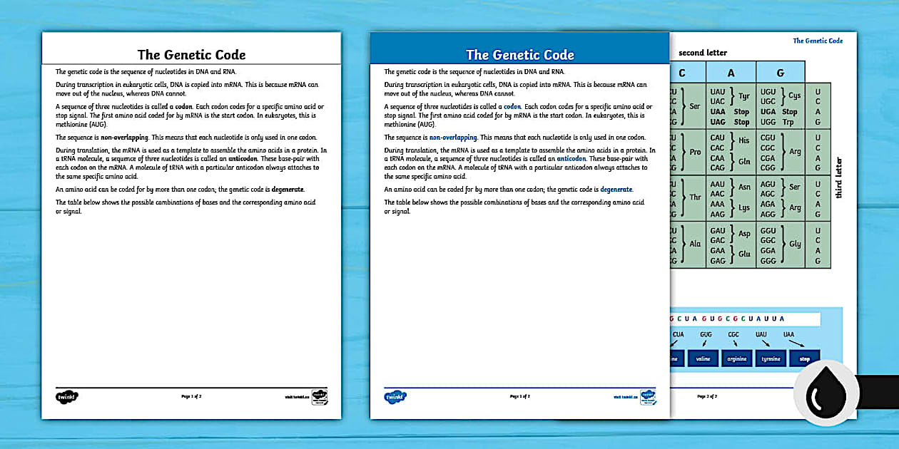 The Genetic Code: Codon and Amino Acid Table (teacher made)