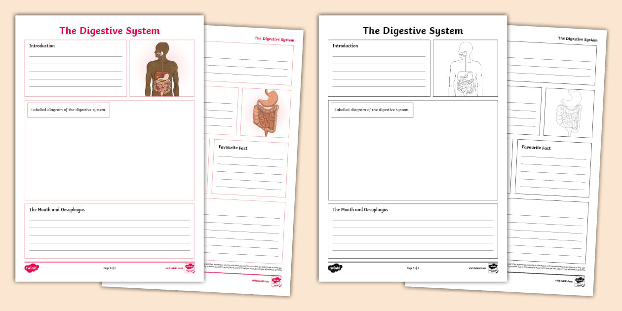 Digestive System Non-Chronological Report Template - Twinkl