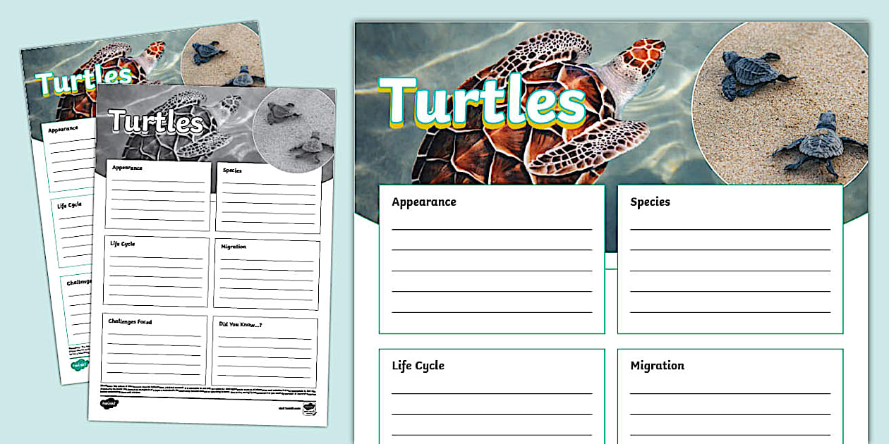 Turtle Fact File Template (teacher made) - Twinkl