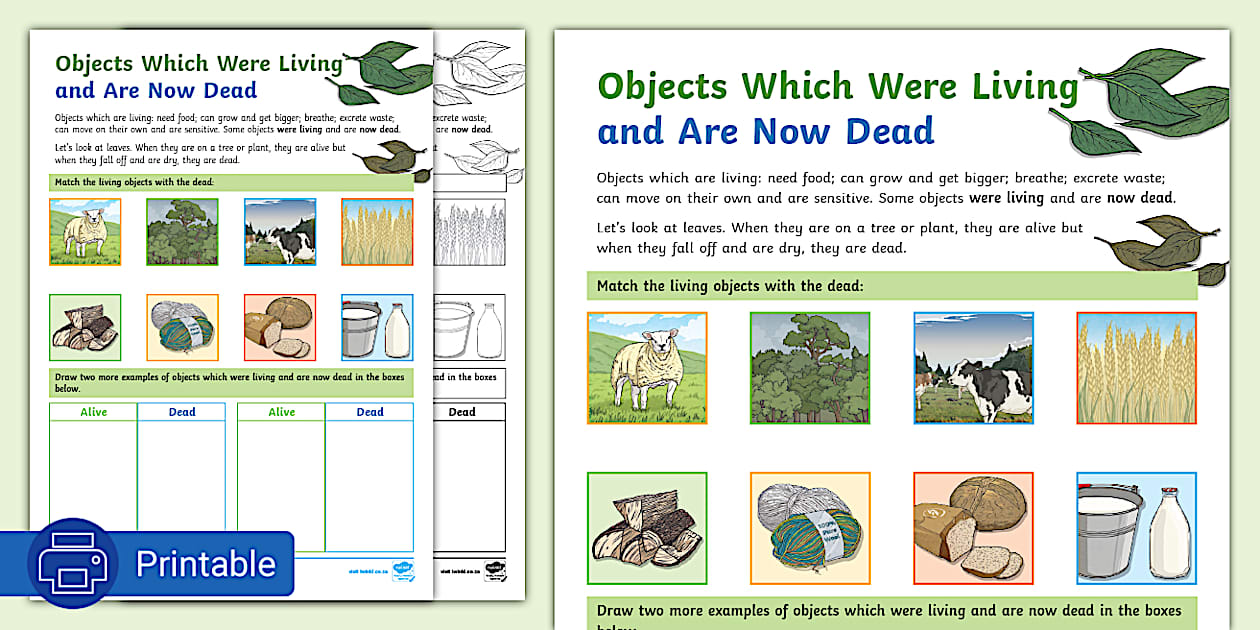 Objects Which Were Living and Are Now Dead - Activity Sheet