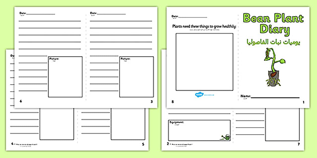 Bean Plant Diary Writing Frame Arabic Translation - Twinkl