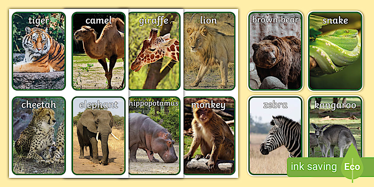 Land Animals Photo Flashcards (teacher made) - Twinkl