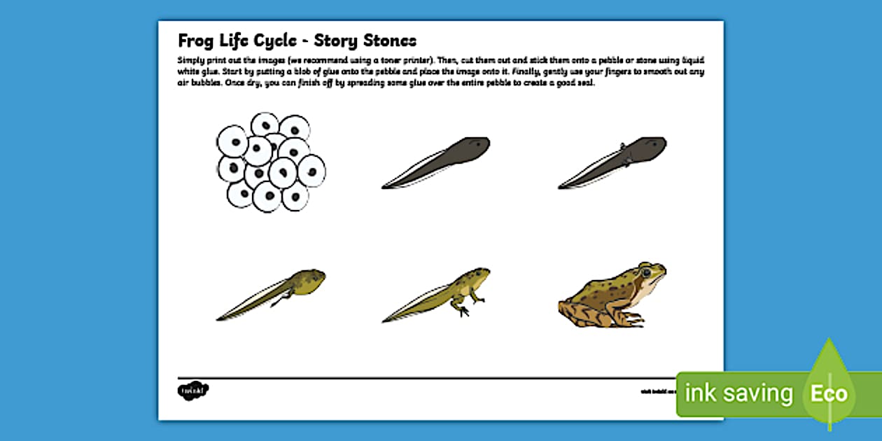 Life Cycle of a Frog Story Stone Image Cut-Outs - Twinkl