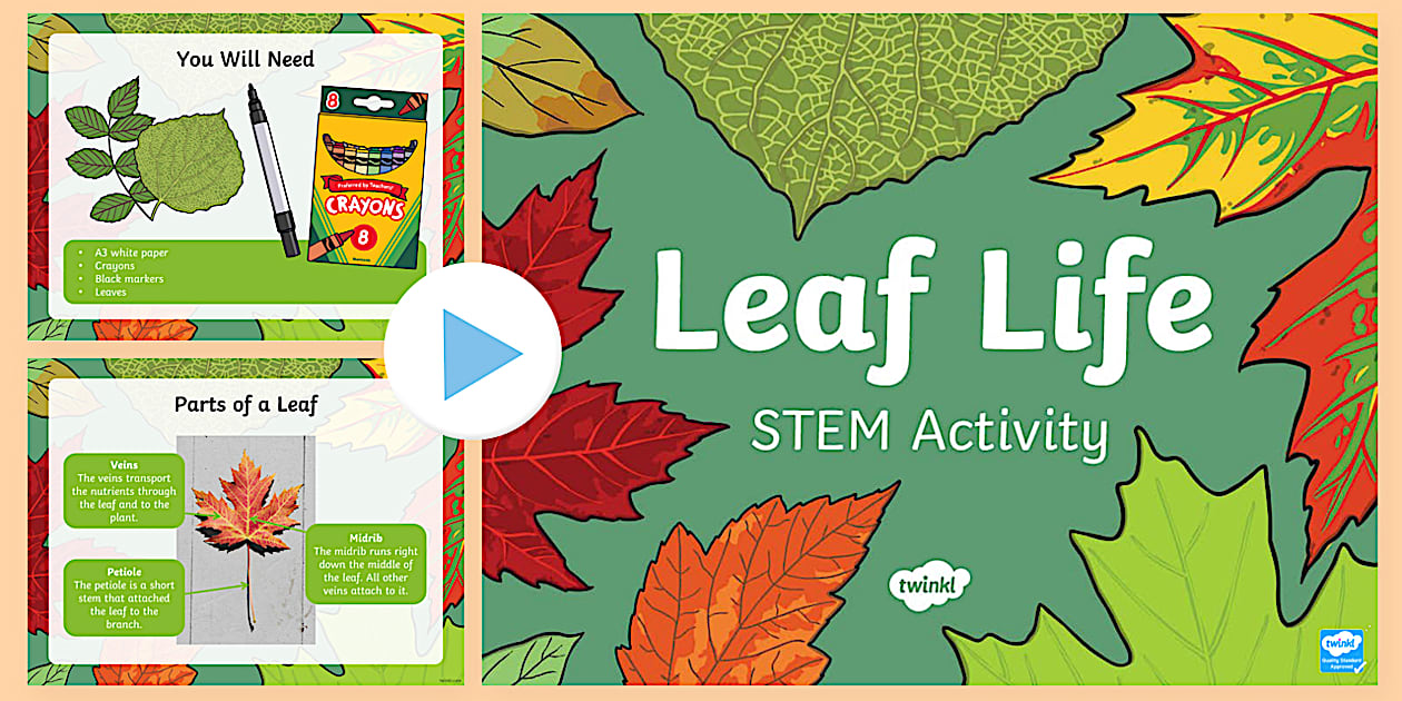 Leaf Life STEM PowerPoint (Hecho por educadores) - Twinkl