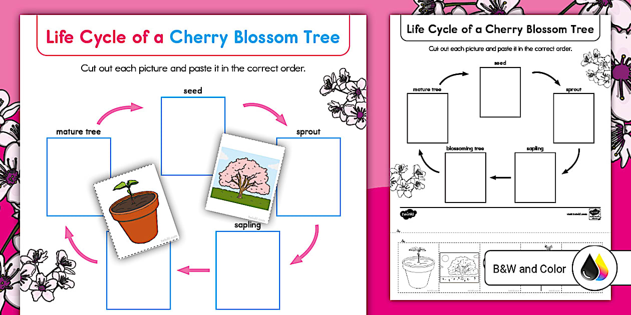 Cherry Blossom Life Cycle Worksheet (Teacher-Made) - Twinkl