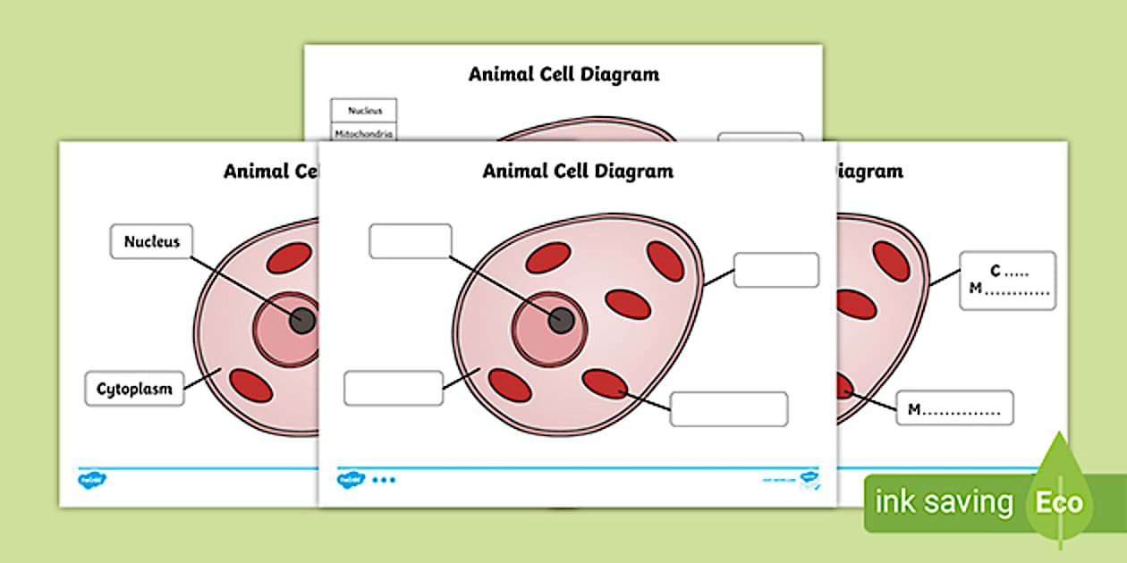Animal Cell Labelling Activity | Primary Resources | Twinkl