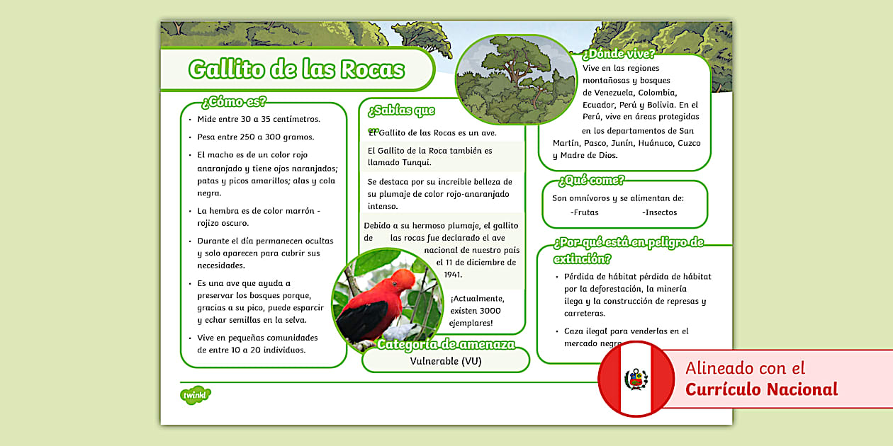 Texto informativo: Gallito de las rocas - Twinkl