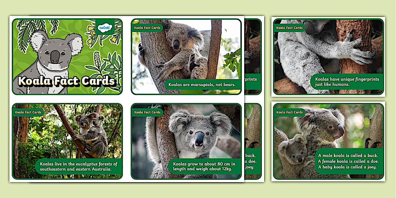 Koala Fact Cards