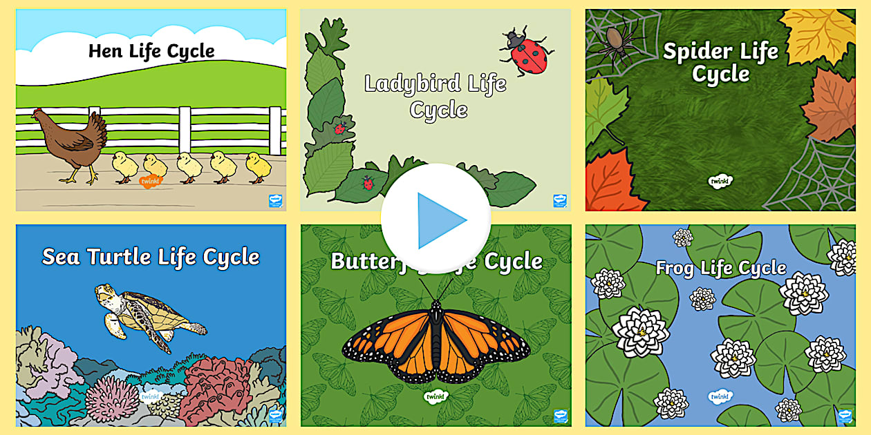 Animal Life Cycles PowerPoint Pack (teacher made) - Twinkl