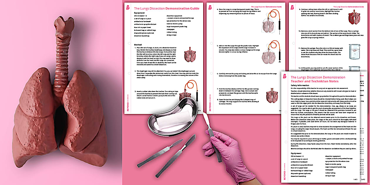The Lungs Dissection Demonstration Guide | Science | Beyond