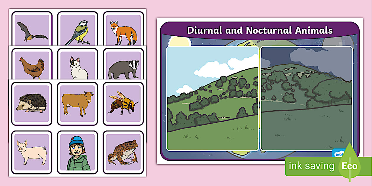 Editable Nocturnal and Diurnal Animals Sorting Activity