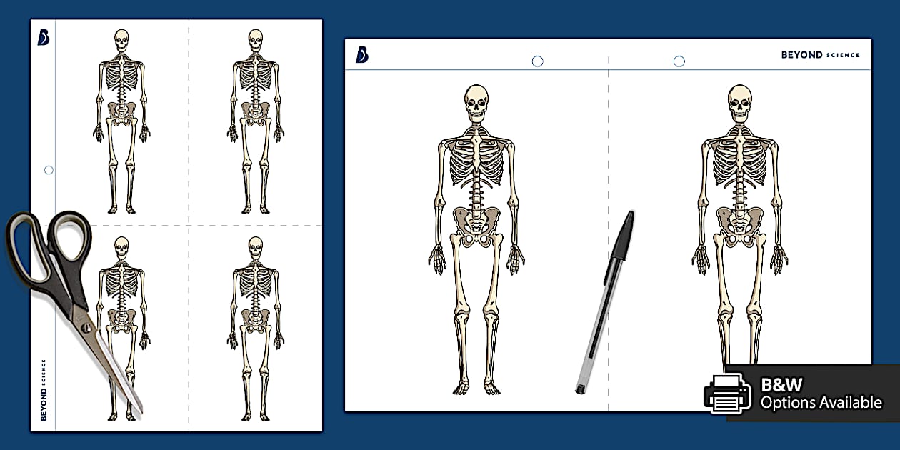 Skeleton Illustration (teacher made) - Twinkl