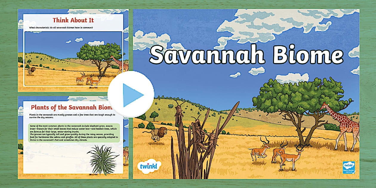 Savannah Biome PowerPoint (teacher made) - Twinkl