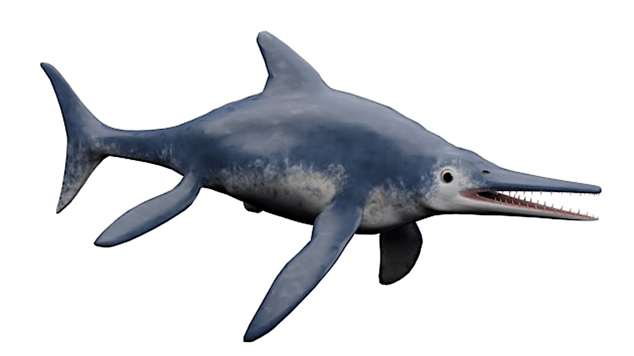 3D Model: Dinosaurs - Ichthyosaurus (teacher made) - Twinkl