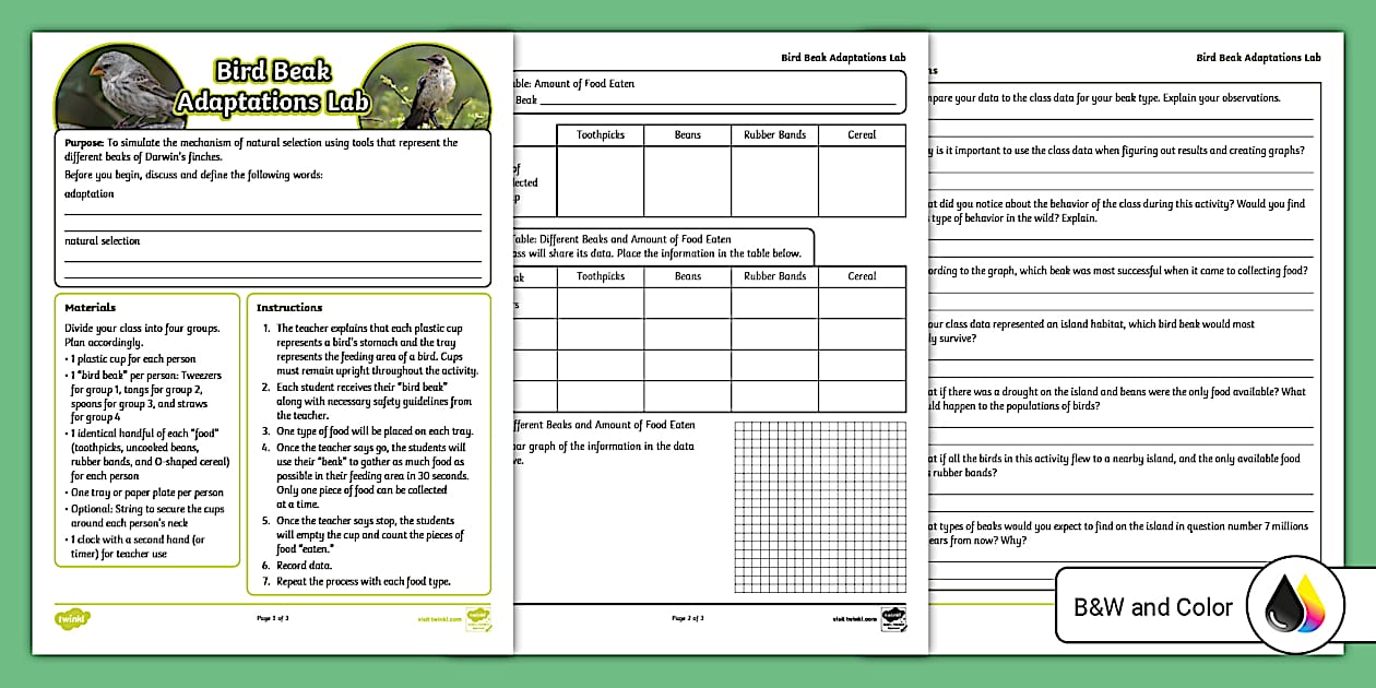 Bird Beak Adaptations Science Activity for 6th-8th Grade