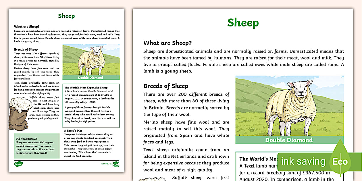 Sheep Fact File,sheep (teacher made) - Twinkl