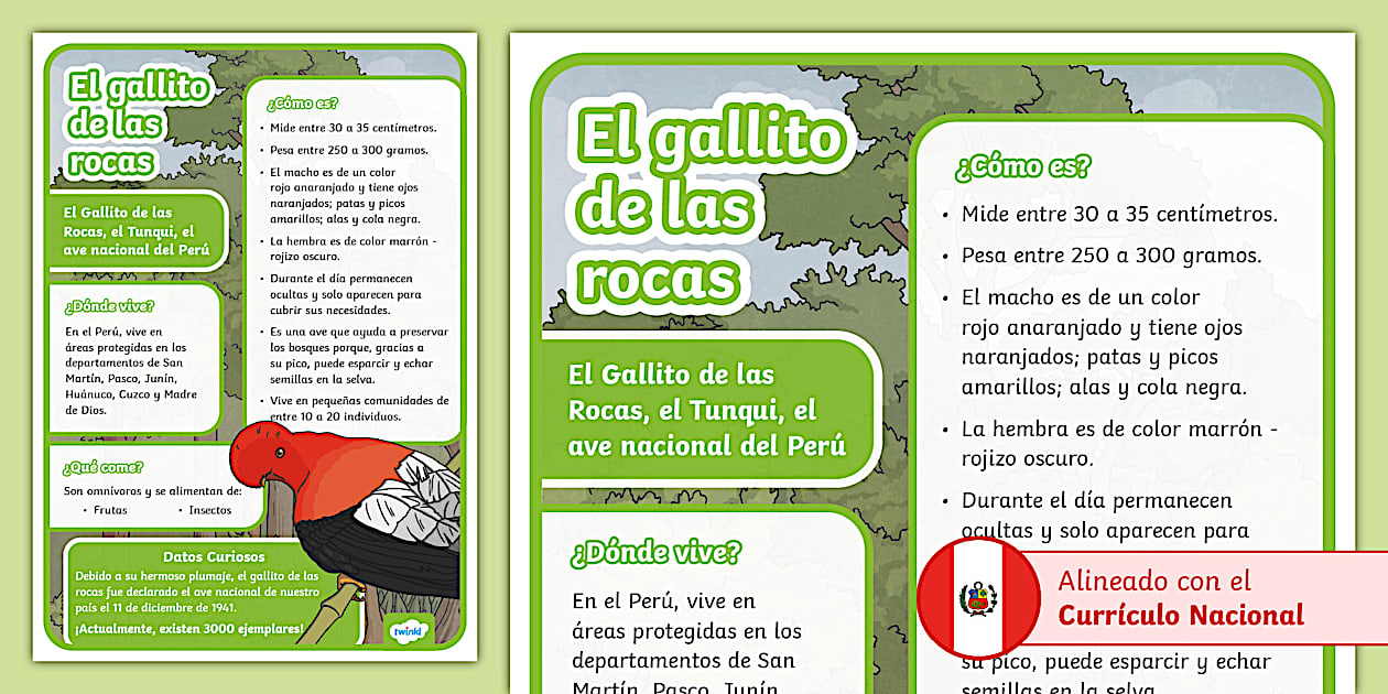 Infografía del gallito de las rocas - Twinkl